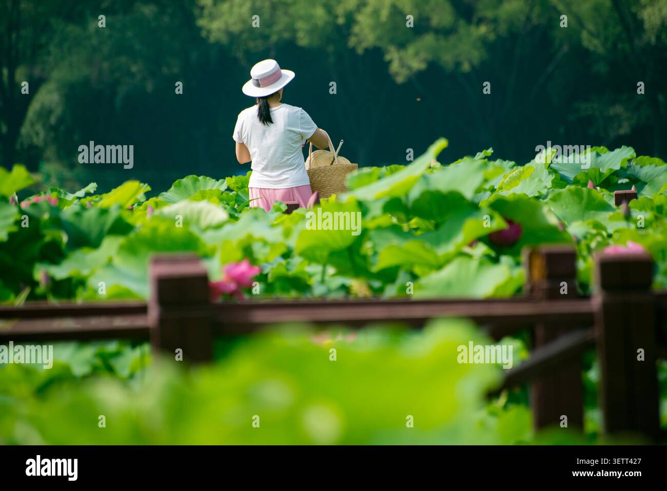 Citizens stroll by blooming lotus flowers at Wuzhou Lake Scenic Area in ...