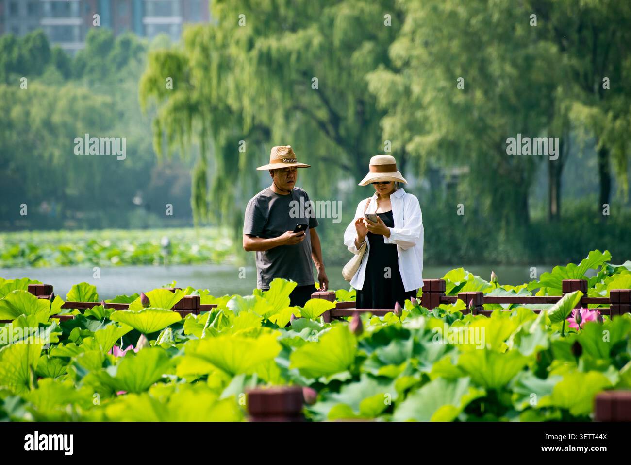 Citizens stroll by blooming lotus flowers at Wuzhou Lake Scenic Area in ...
