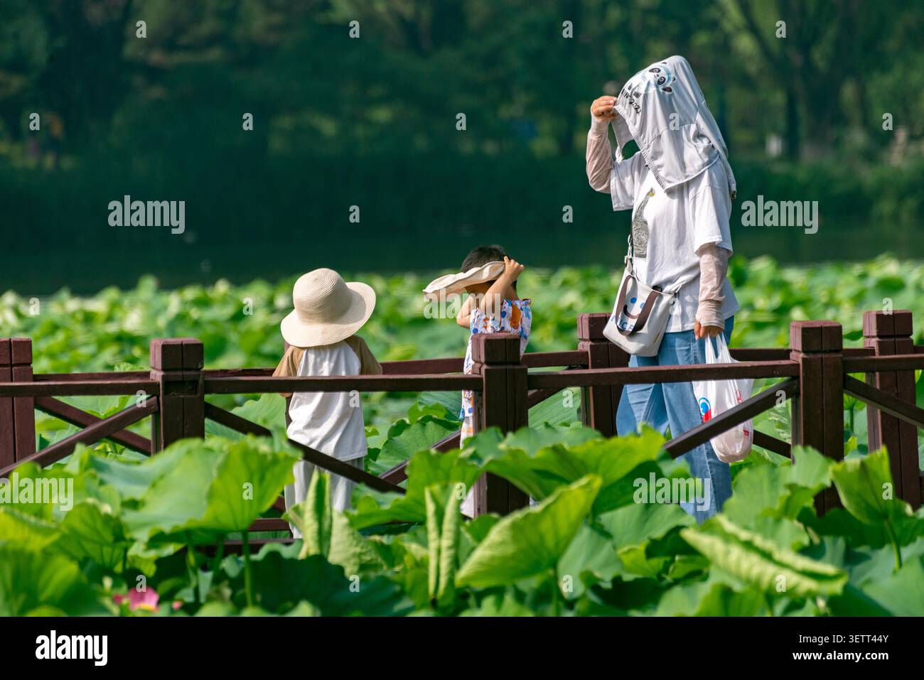 Citizens stroll by blooming lotus flowers at Wuzhou Lake Scenic Area in ...