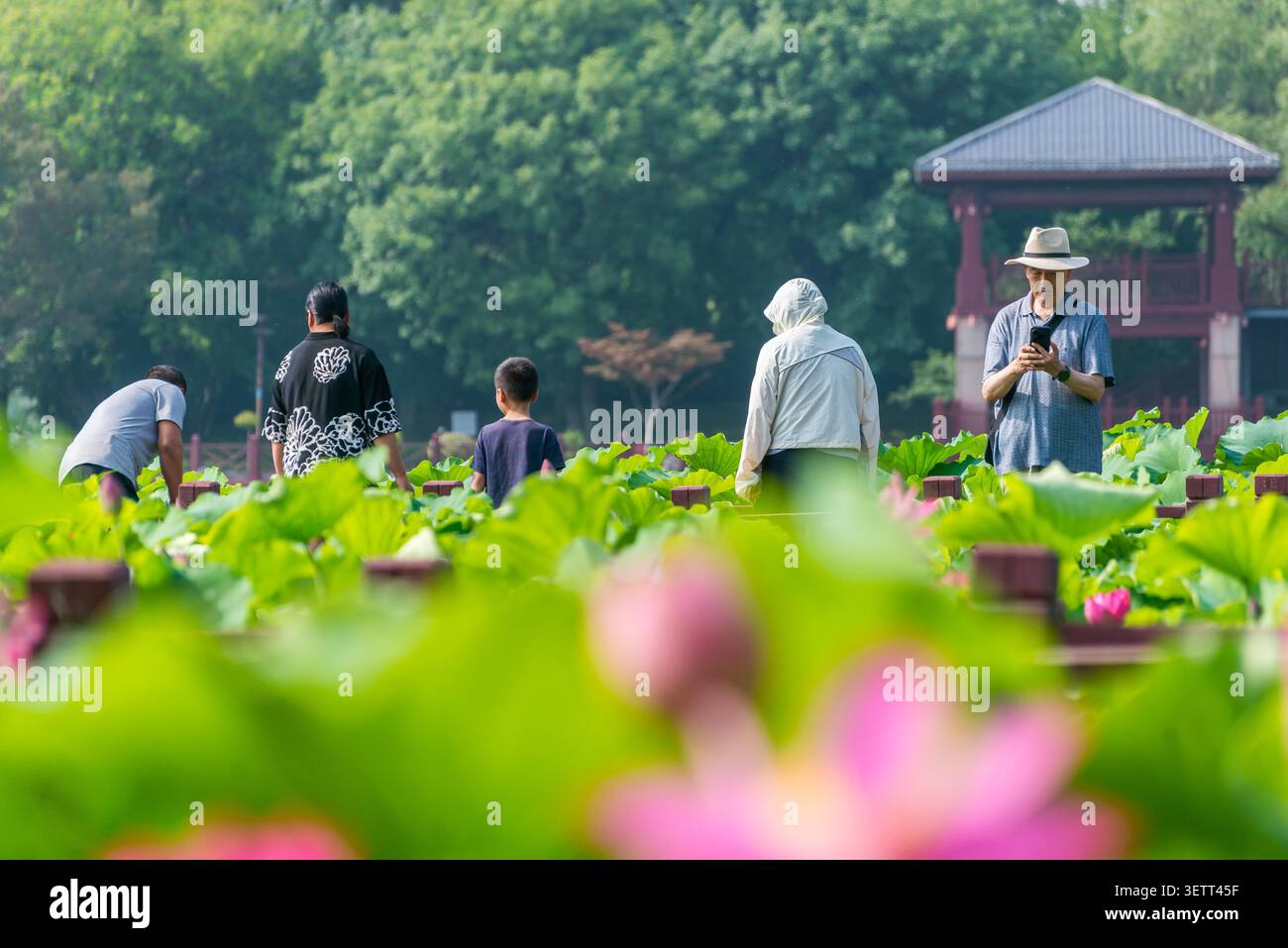 Citizens stroll by blooming lotus flowers at Wuzhou Lake Scenic Area in ...