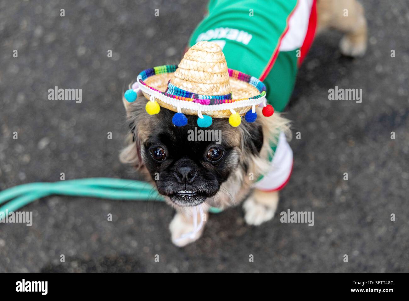 A dog is seen during the Mexico vs. South Korea World Cup game at a ...