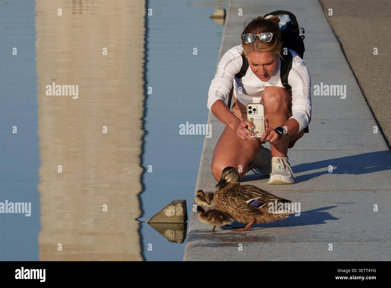 A person takes a photo of a mother duck and her ducklings at the ...