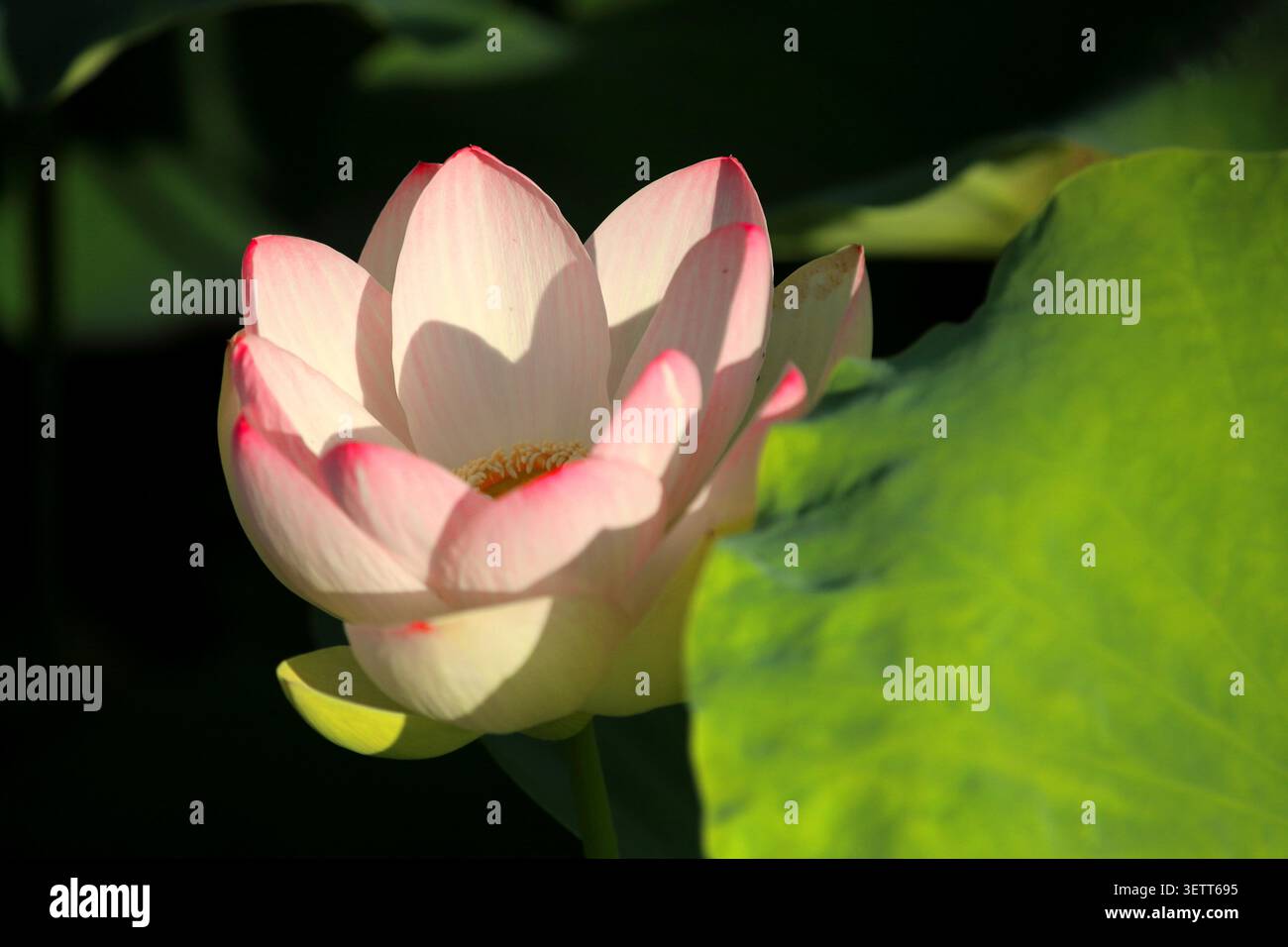 Lotus flowers bloom in Moche Park's pond during summer in Jimo District ...