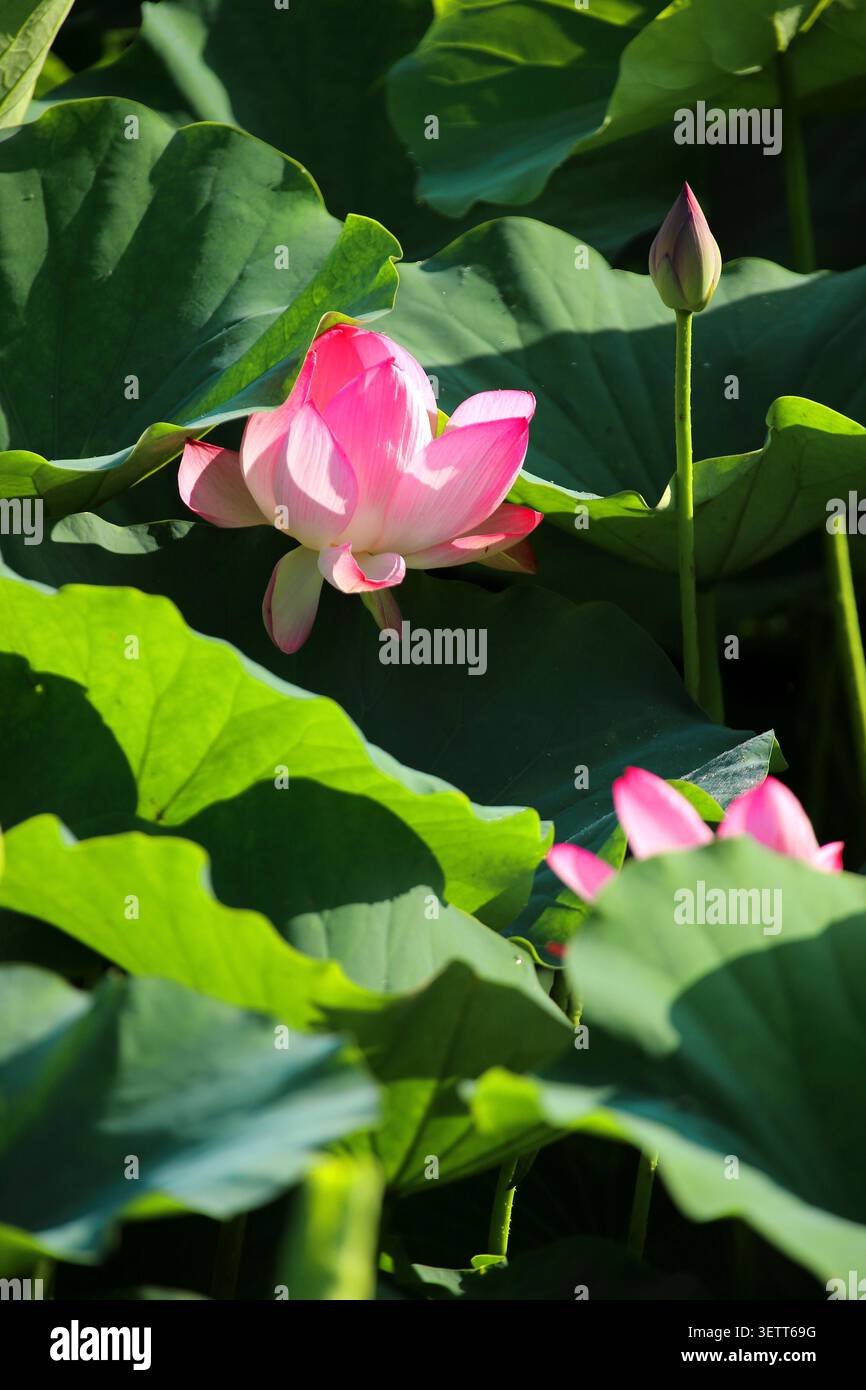 Lotus flowers bloom in Moche Park's pond during summer in Jimo District ...