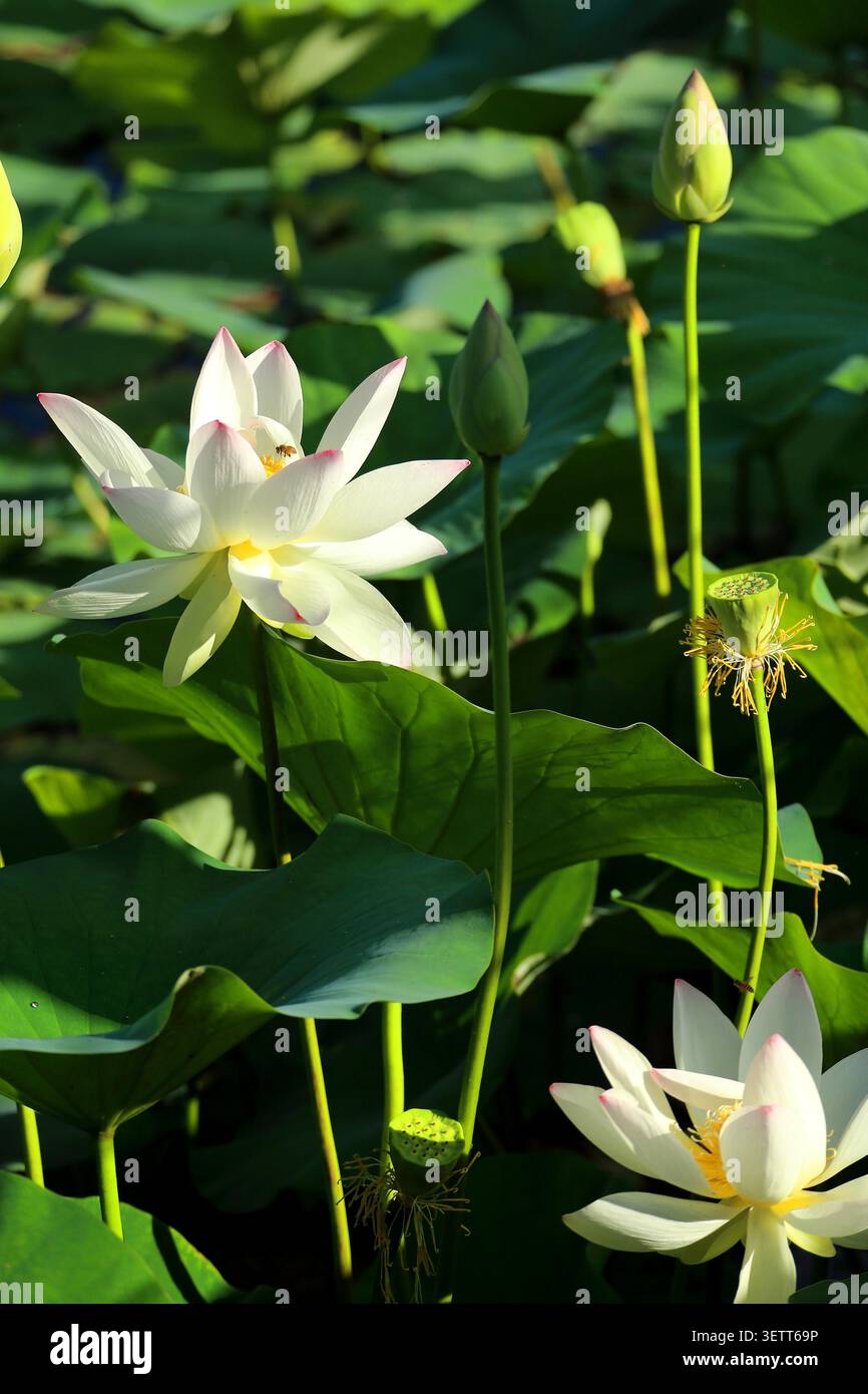 Lotus flowers bloom in Moche Park's pond during summer in Jimo District ...