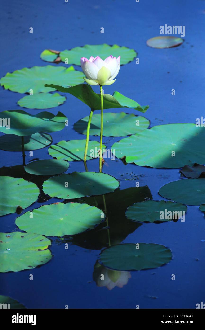 Lotus flowers bloom in Moche Park's pond during summer in Jimo District ...