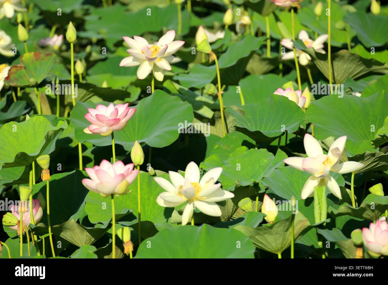 Lotus flowers bloom in Moche Park's pond during summer in Jimo District ...