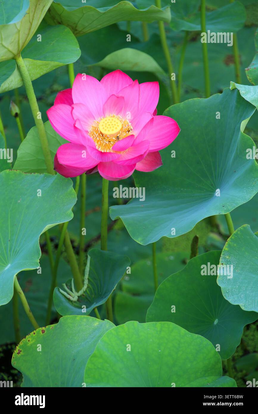 Lotus flowers bloom in Moche Park's pond during summer in Jimo District ...