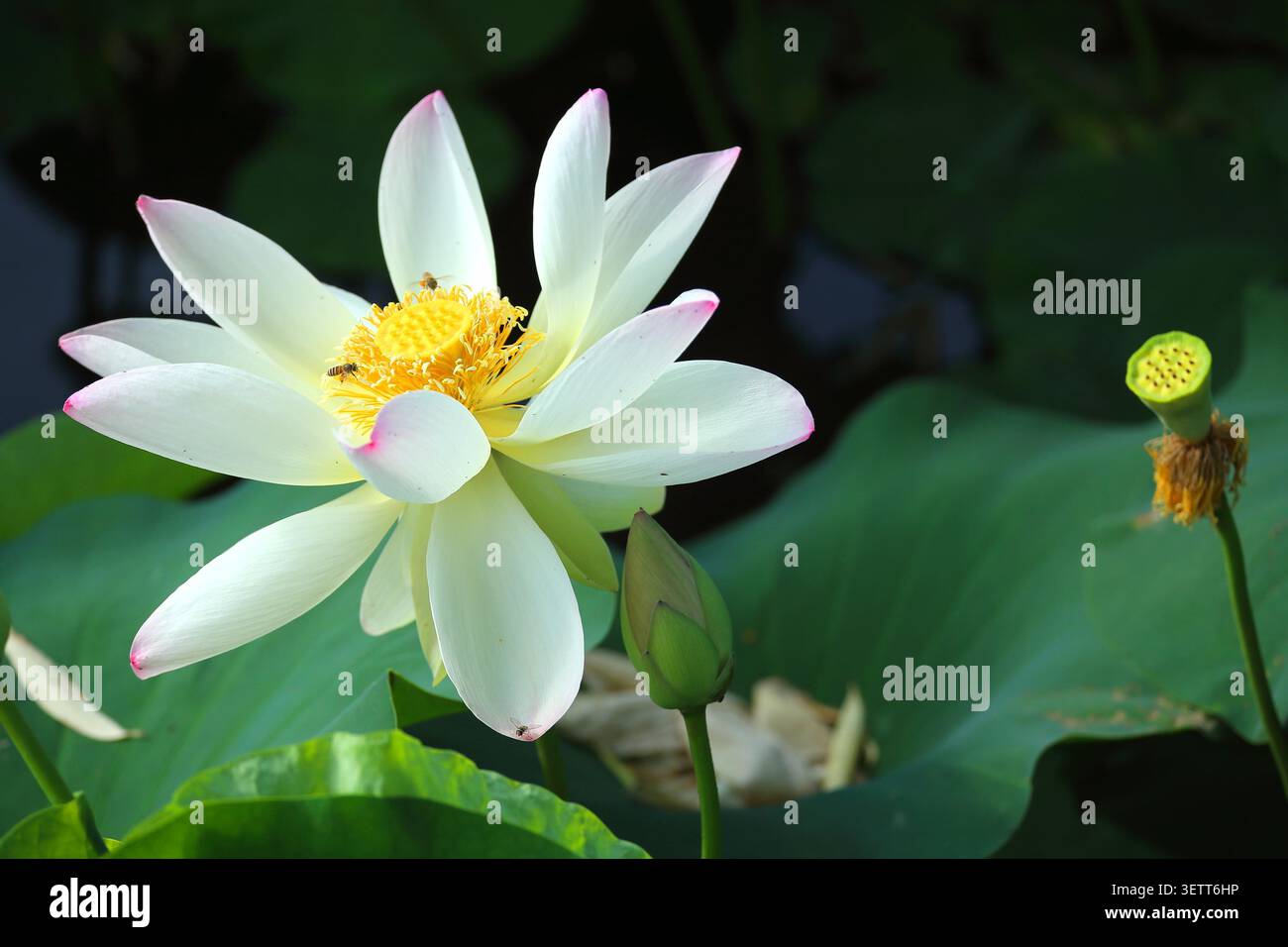 Lotus flowers bloom in Moche Park's pond during summer in Jimo District ...