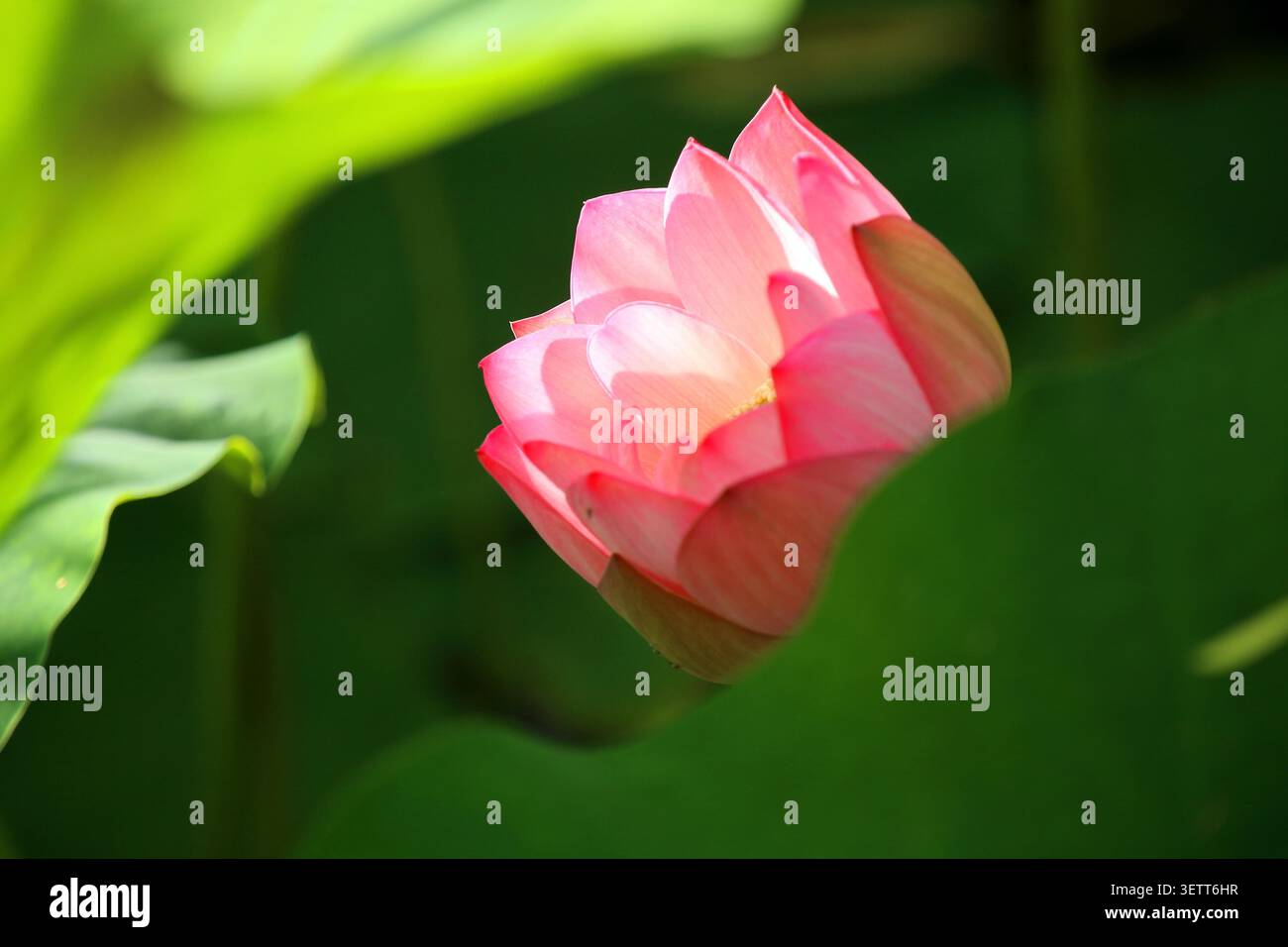 Lotus flowers bloom in Moche Park's pond during summer in Jimo District ...