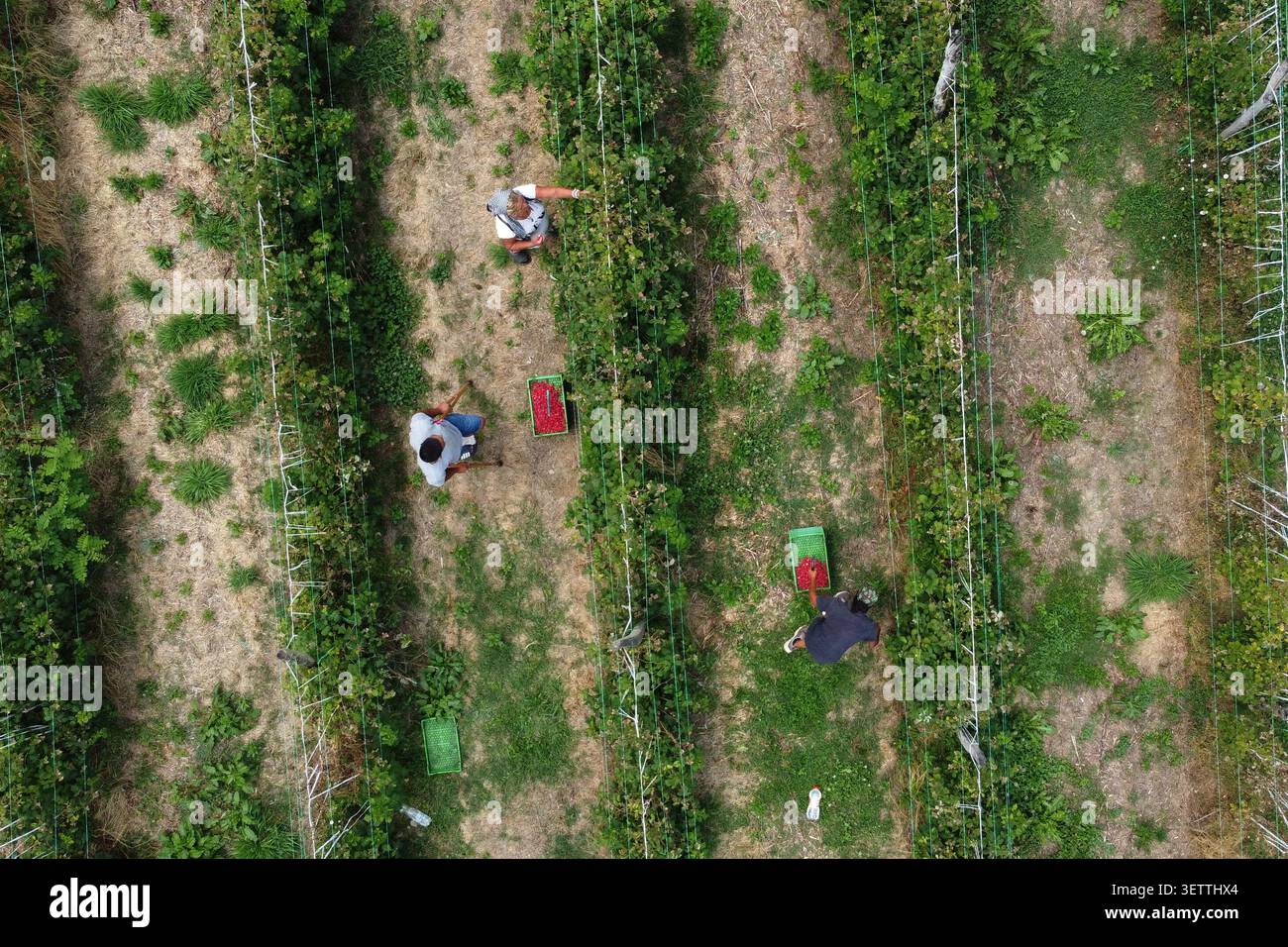 Raspberry pickers at work on a hillside near the town of Arilje, Serbia ...