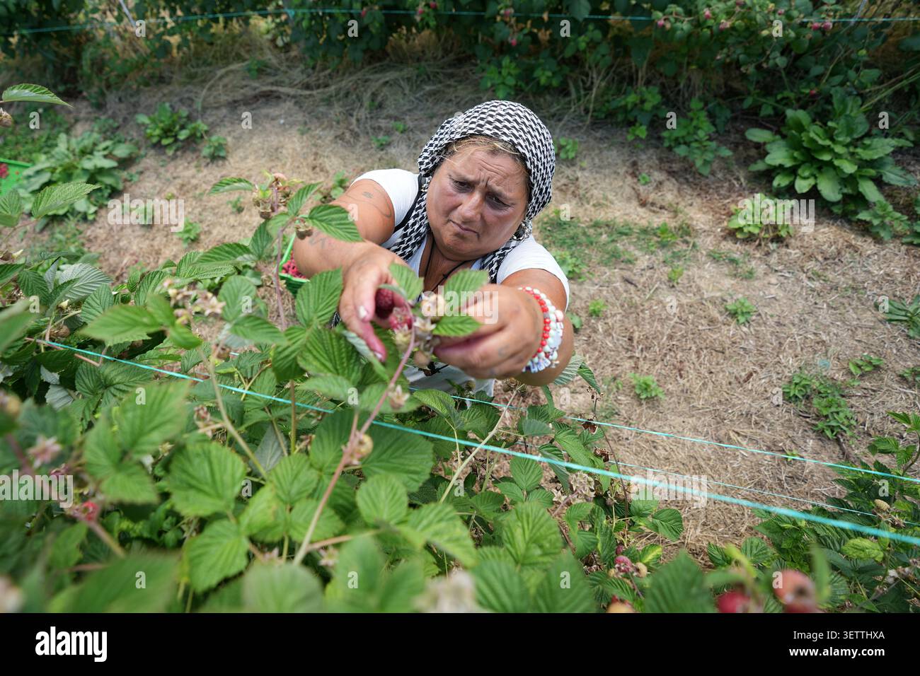 A raspberry picker at work on a hillside near the town of Arilje ...