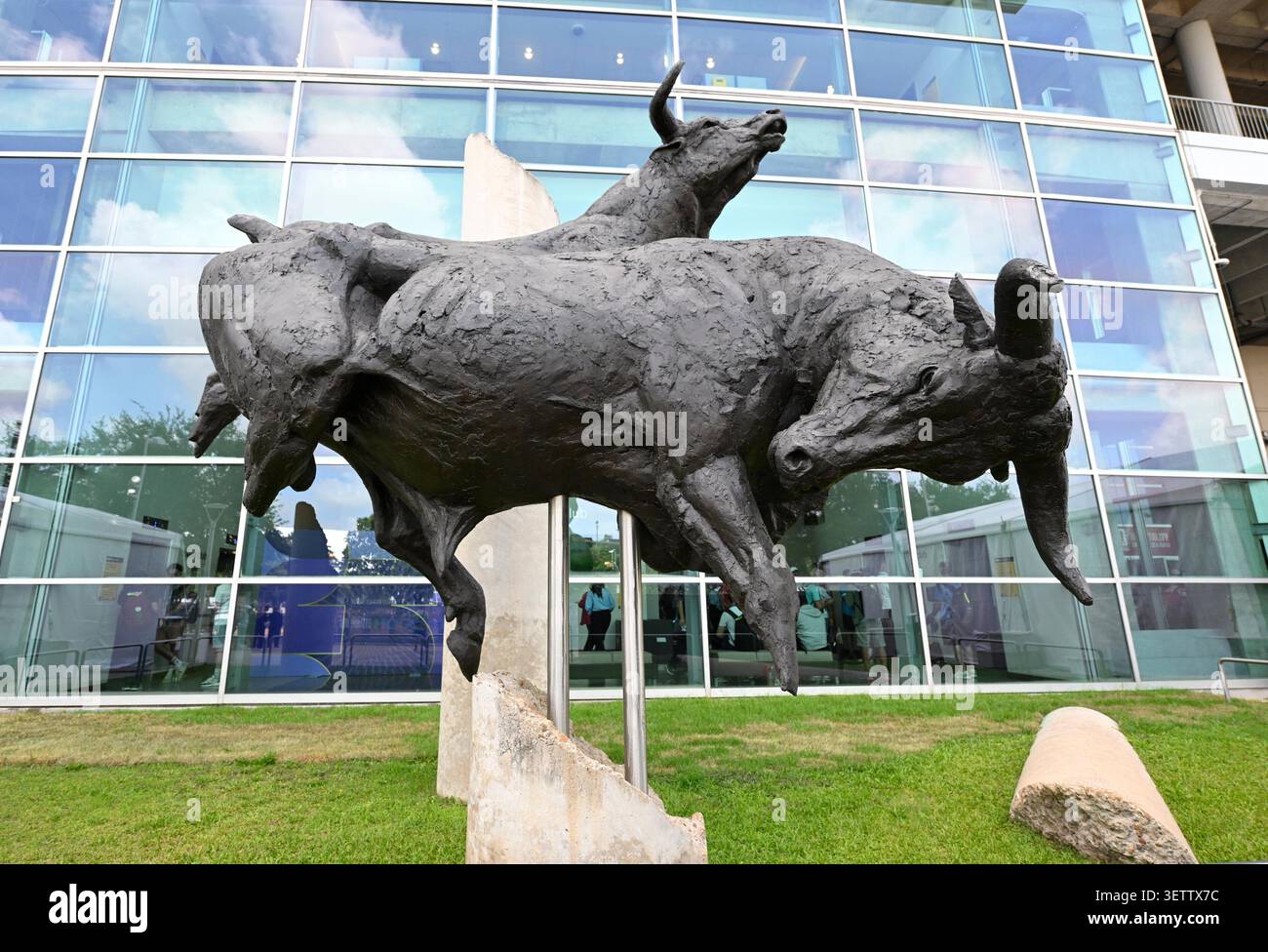 Bull sculptures in front of the Houston Stadium (NRG Stadium) Houston ...