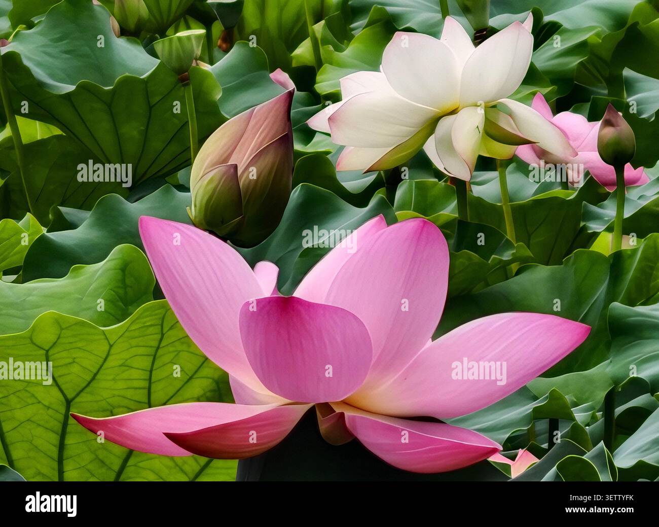 Lotus flowers bloom in Jiuduntang Park after summer rain in Lu'an City ...