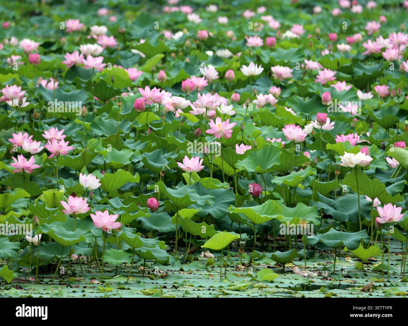 Lotus flowers bloom in Jiuduntang Park after summer rain in Lu'an City ...
