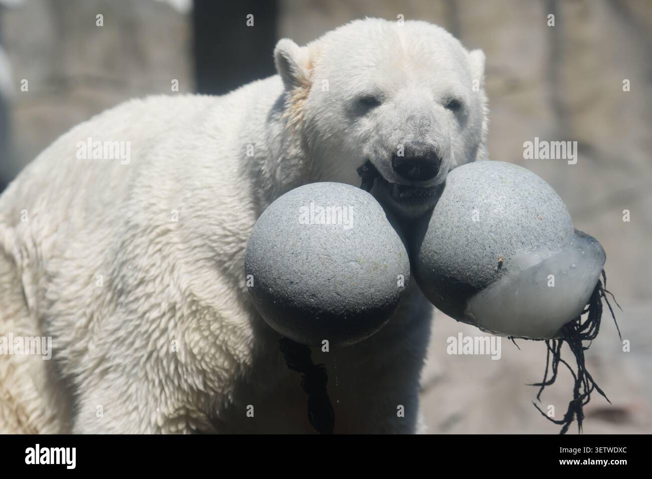 24 June 2026, Hamburg: Victoria, a female polar bear, holds an ice pop ...