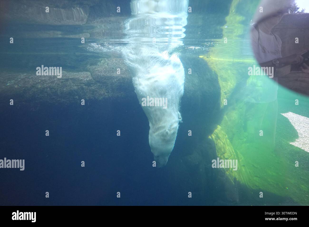 dpatop - 24 June 2026, Hamburg: Victoria, the female polar bear, dives ...