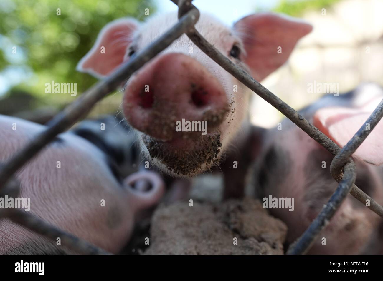 24 June 2026, Hamburg: The three-day-old piglets of the Bentheim ...