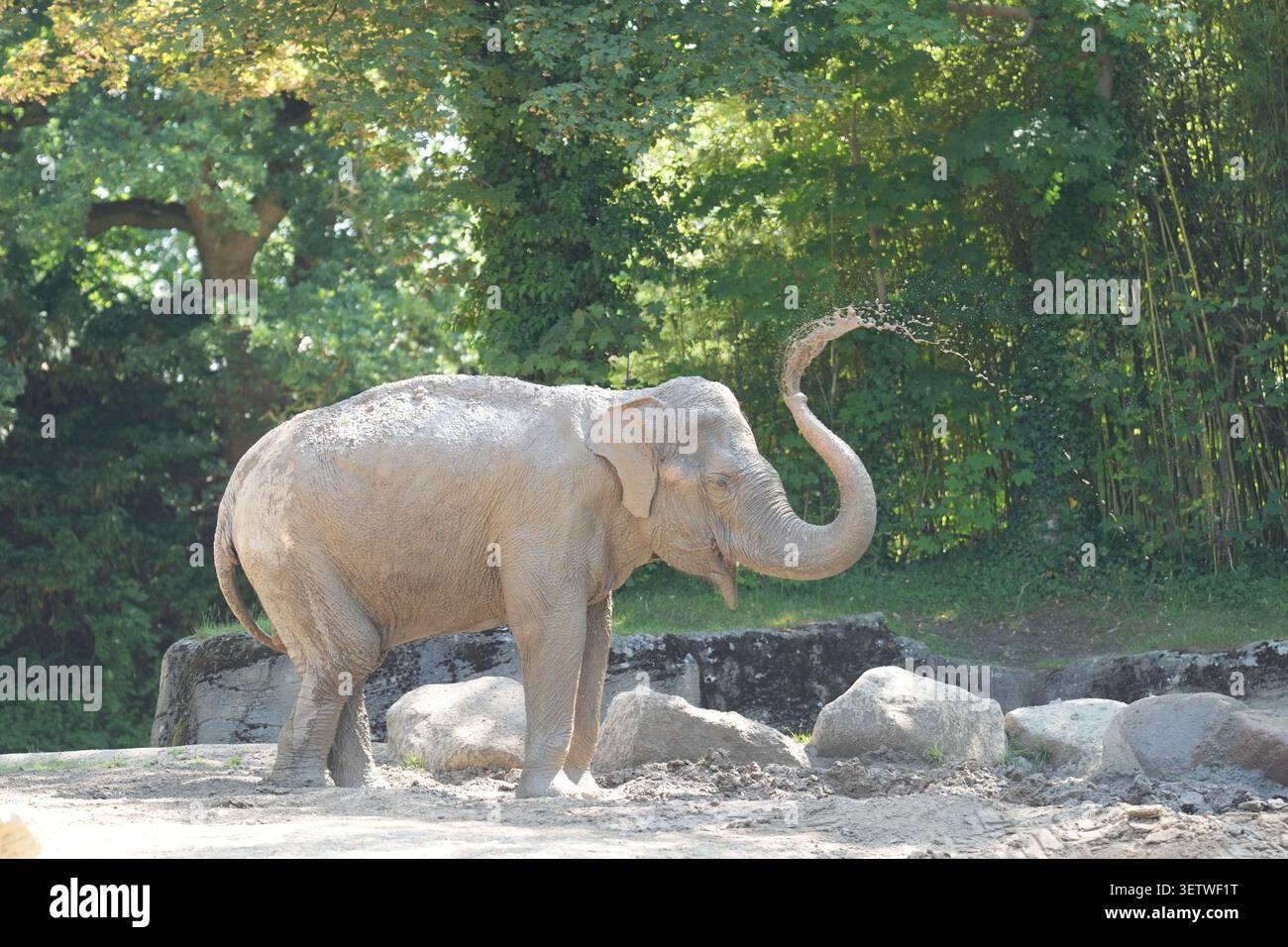 24 June 2026, Hamburg: An Asian elephant cools off in the mud pool in ...