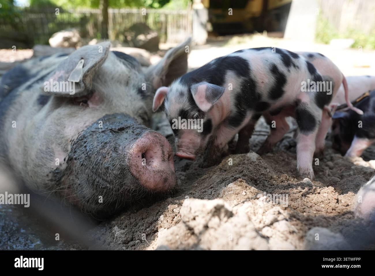 24 June 2026, Hamburg: The Bentheim Land pigs and their piglets are ...