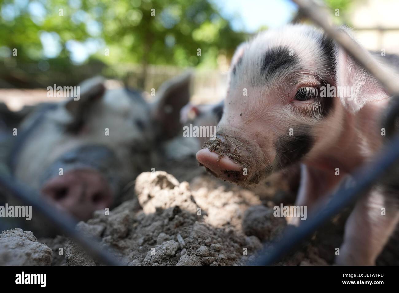 24 June 2026, Hamburg: The three-day-old piglets of the Bentheim ...
