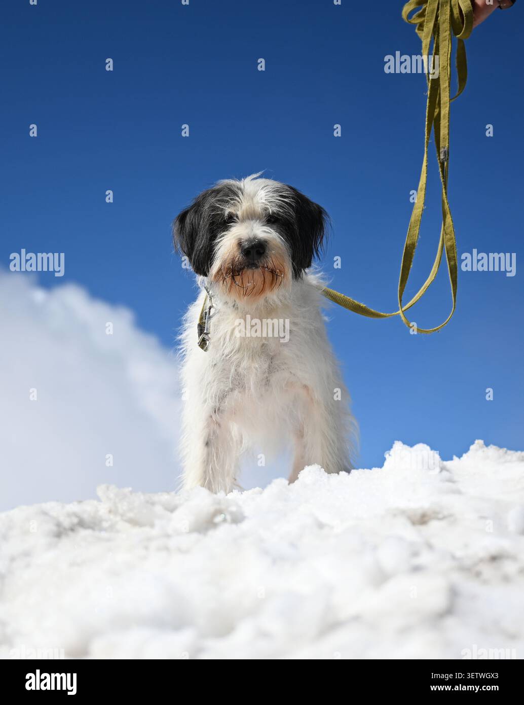24 June 2026, Austria, Zugspitze: A dog is standing on a snowdrift on ...