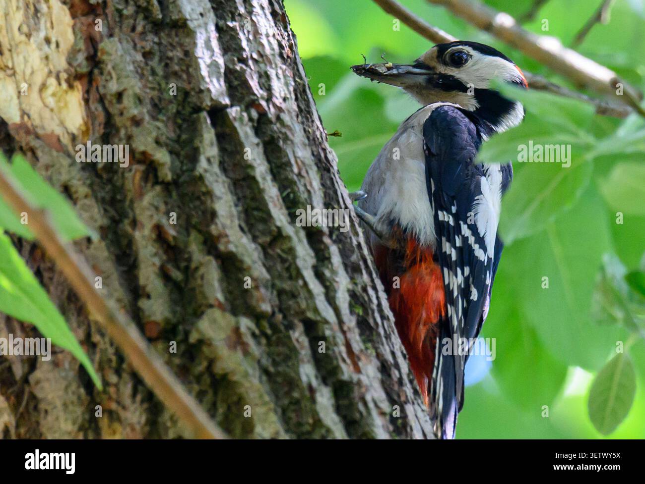 24 June 2026, Saxony, Chemnitz: A European green woodpecker is perched ...