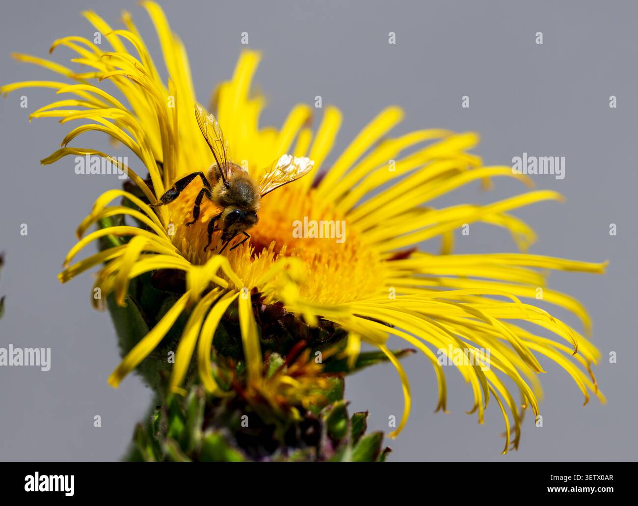 24 June 2026, Bavaria, Munich: A bee is sitting on a yellow meadow ...
