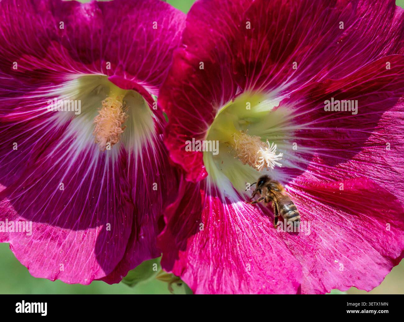 24 June 2026, Bavaria, Munich: A bee visits the flowers of a common ...