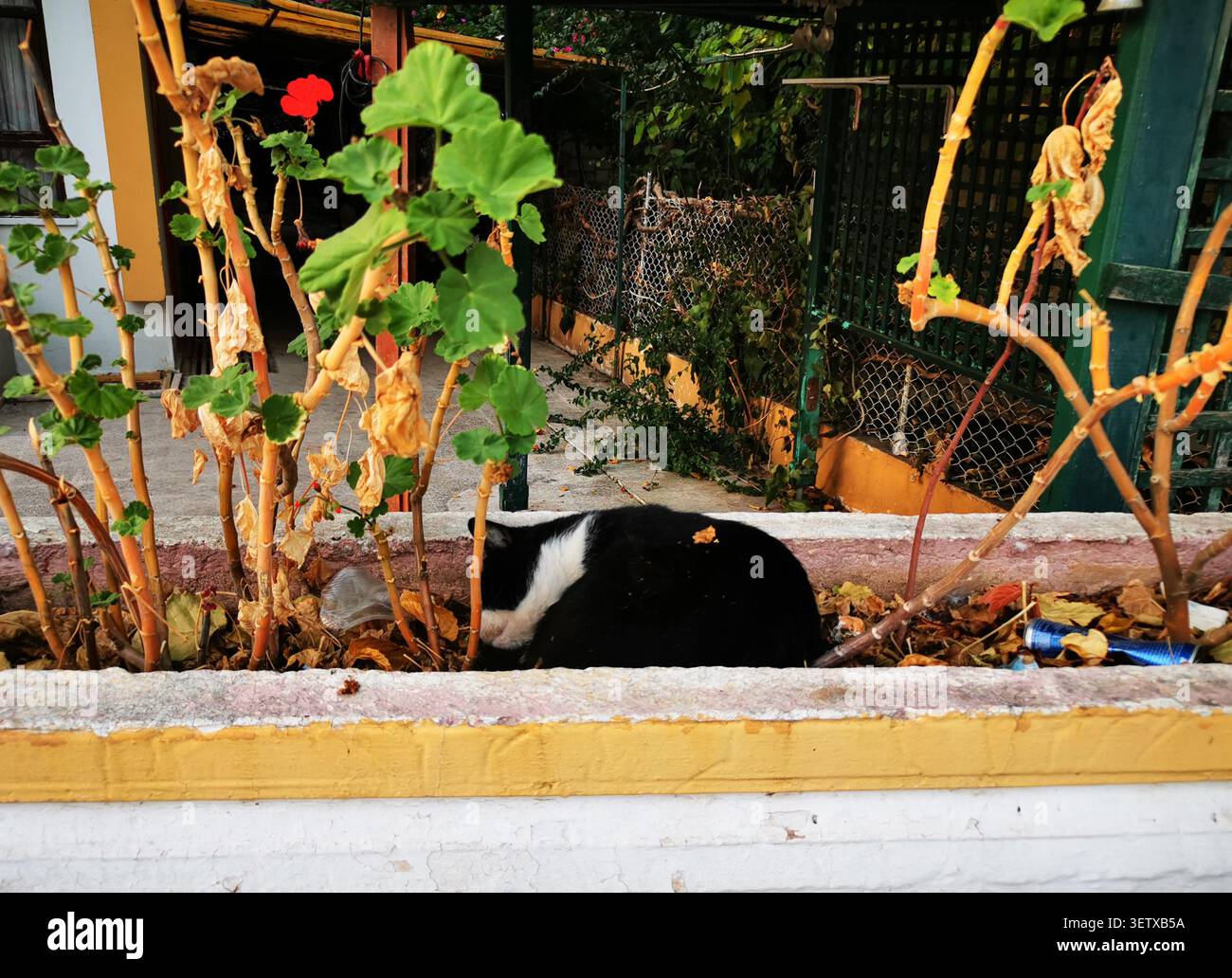 Kemer turkey cat resting inside flower pot with plants near wall in ...