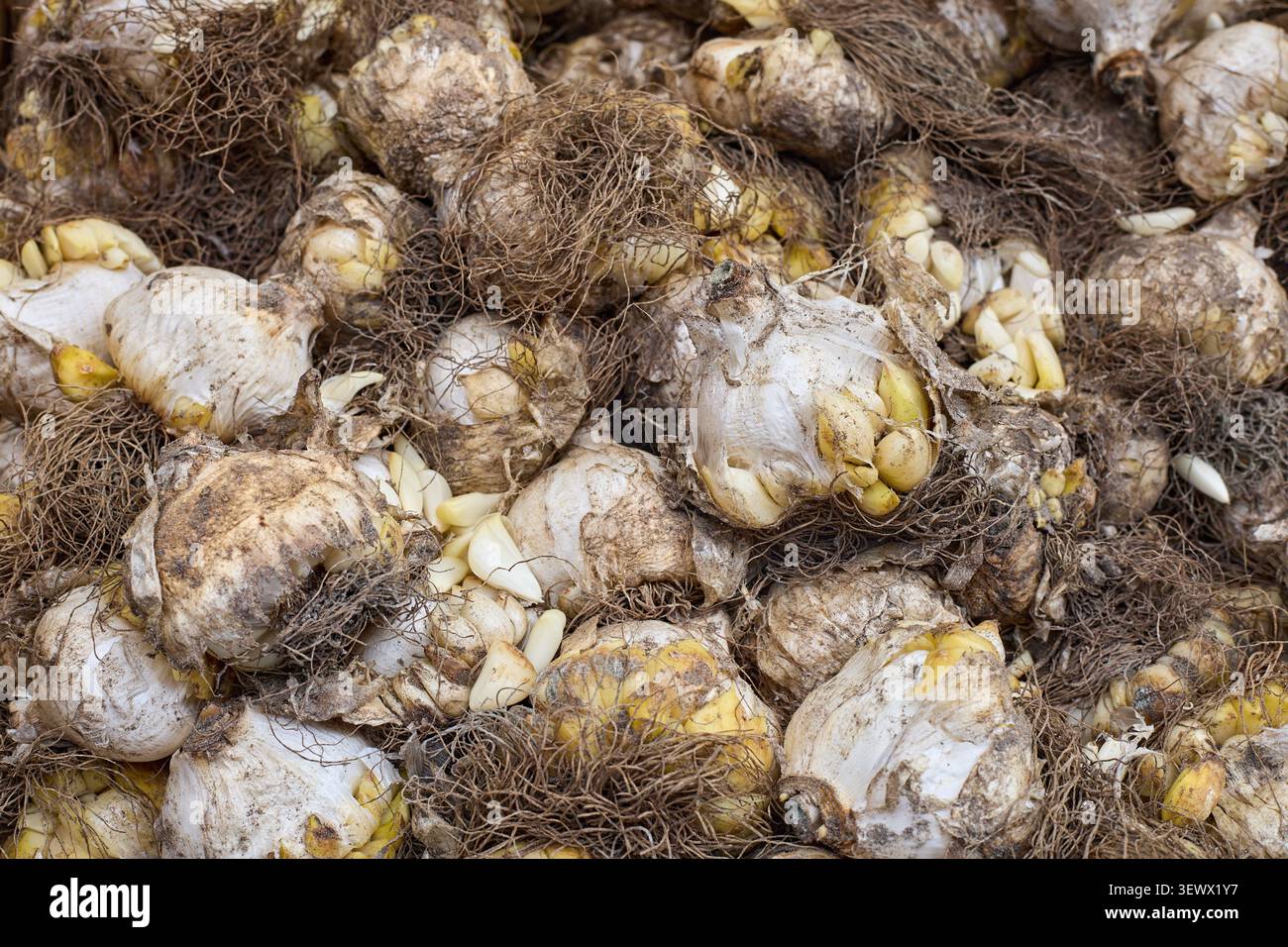 Pile of freshly harvested lily bulbs with roots and shoots ready for ...