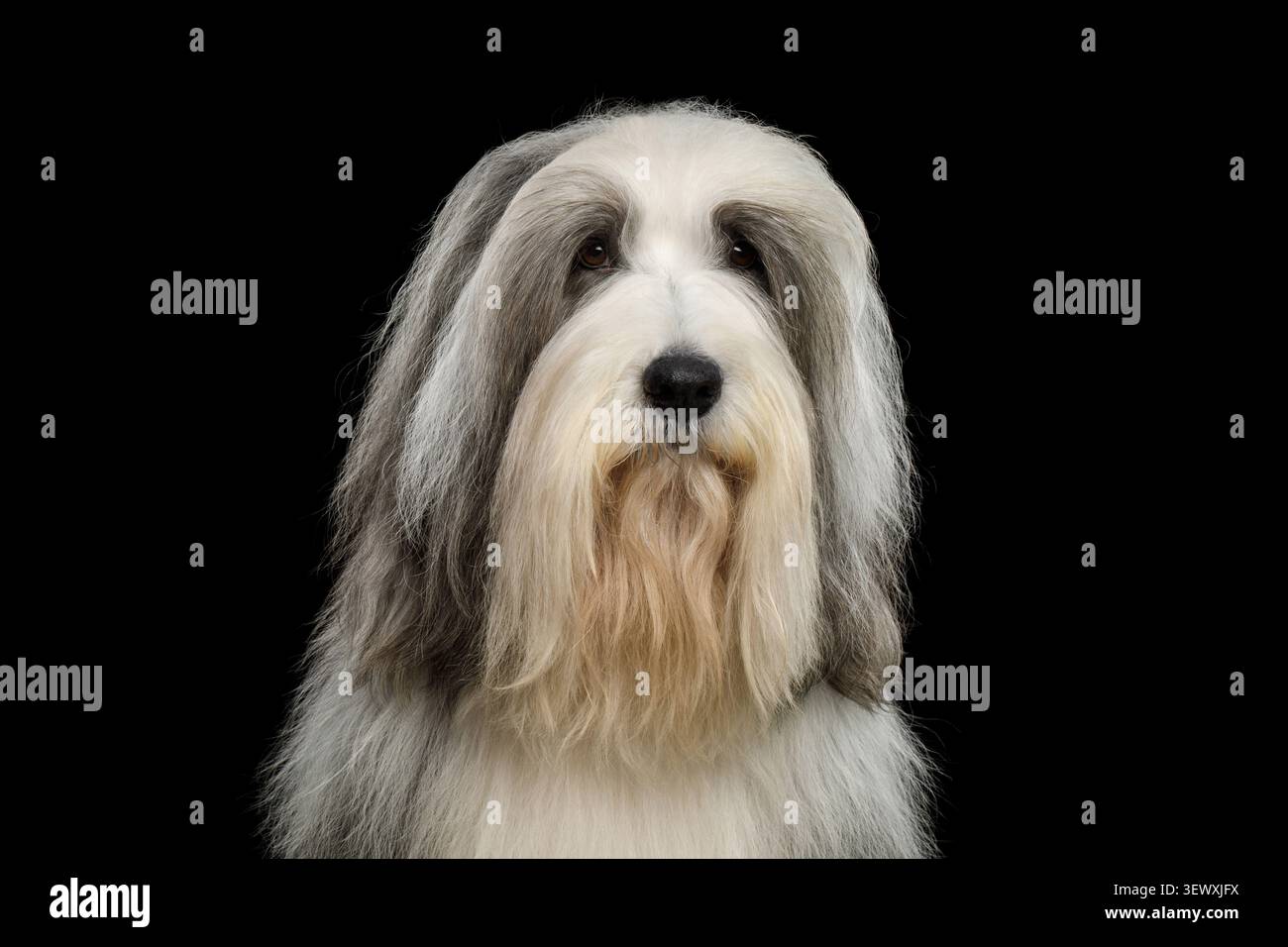 Bearded Collie dog with calm and gentle expression, looking at camera ...