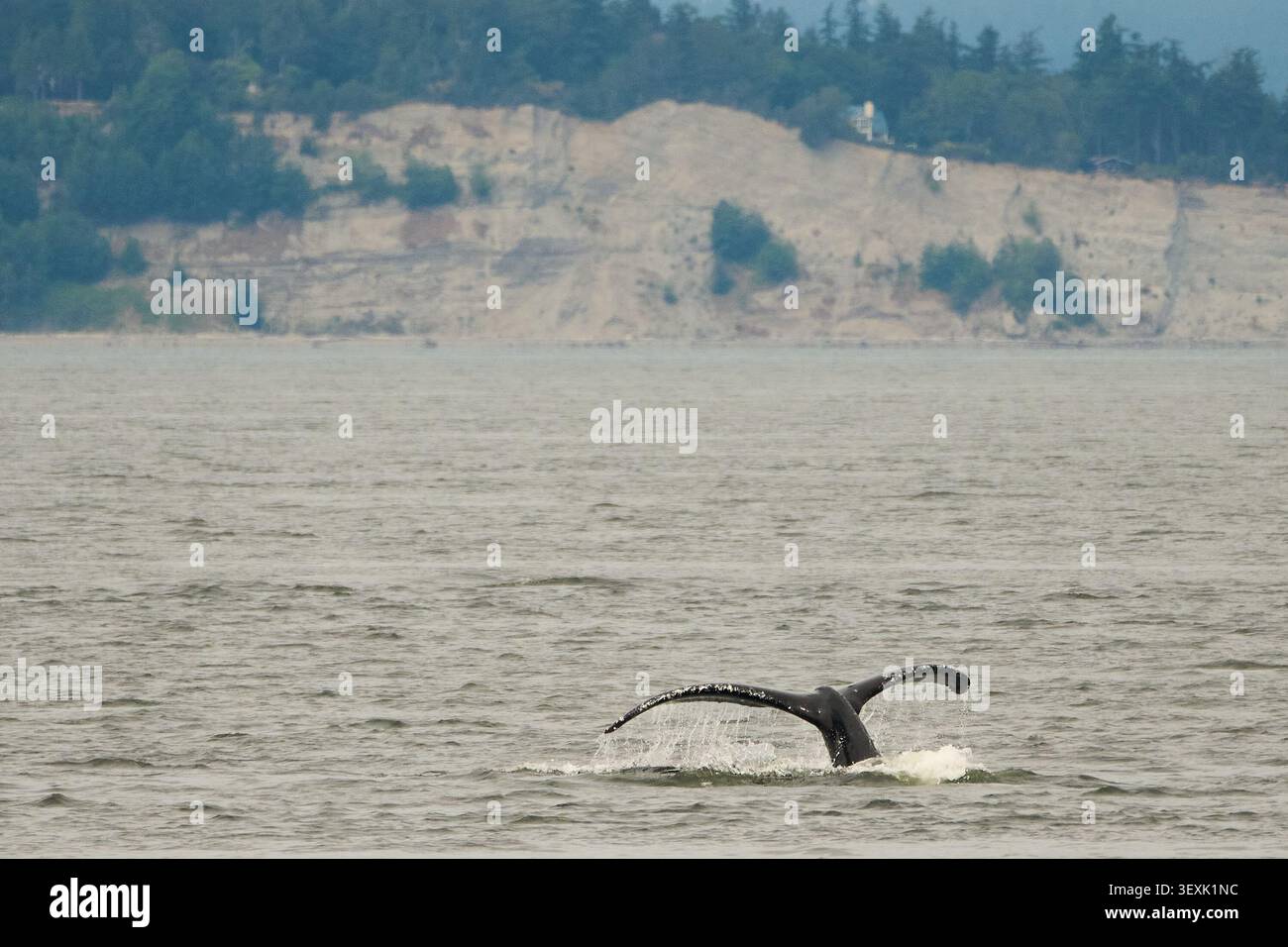A humpback whale dives in the Puget Sound Monday, June 29, 2026, near ...