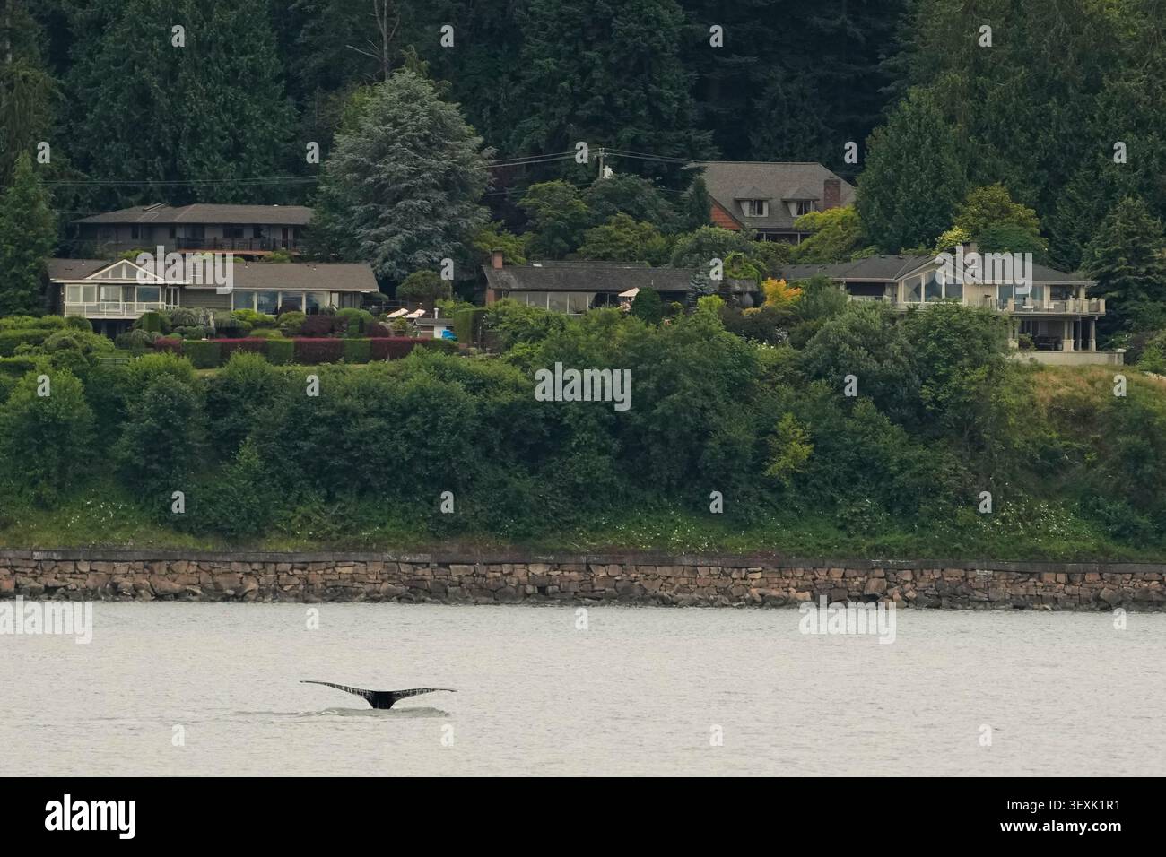A humpback whale dives in the Puget Sound Monday, June 29, 2026, near ...