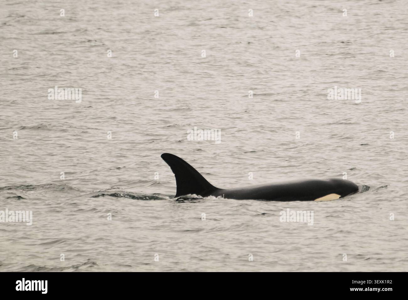 An orca whale surfaces on the Puget Sound Monday, June 29, 2026, near ...