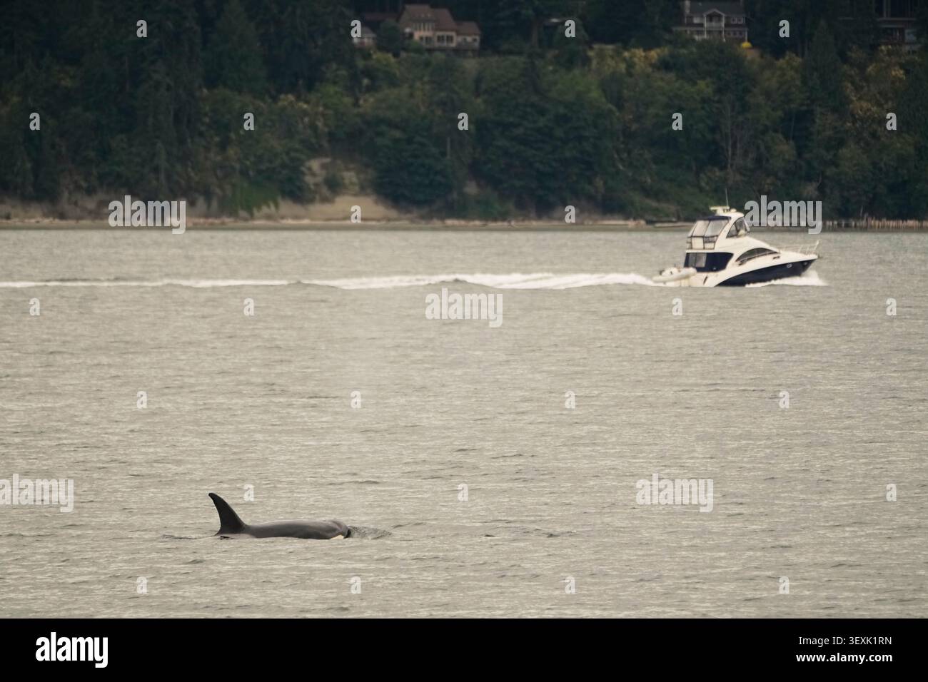 An orca whale surfaces as a boat passes by on the Puget Sound Monday ...