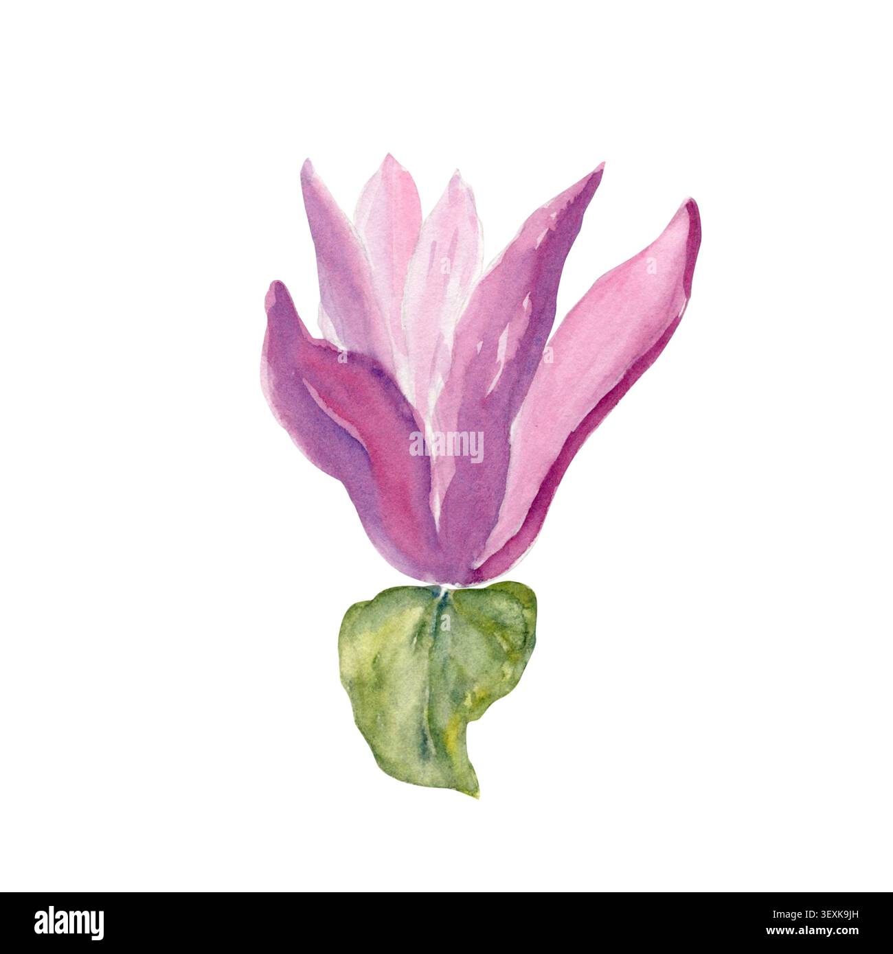 Pink magnolia flower with green leaf isolated on white background. Hand ...