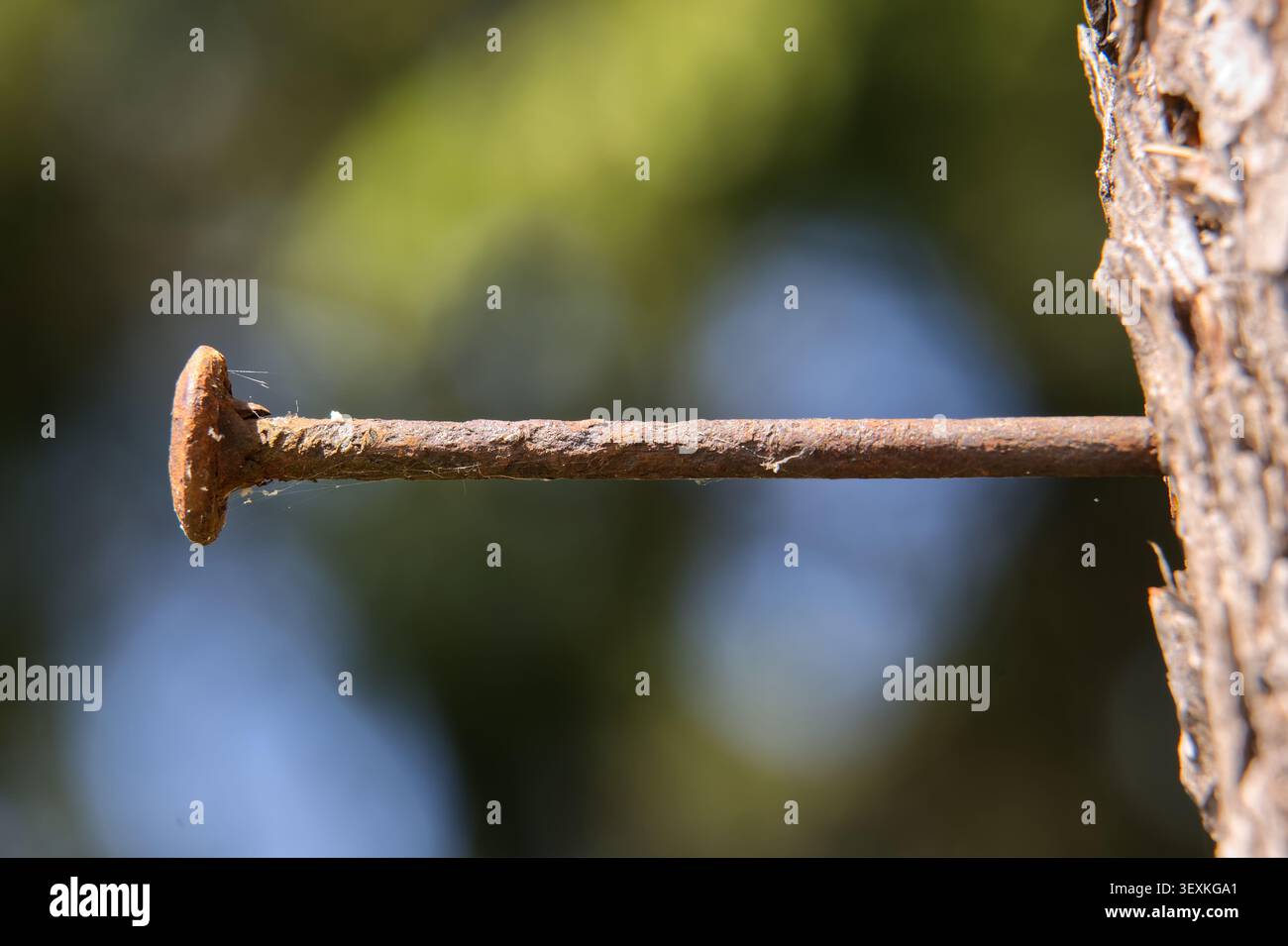 Rusty nail driven into a tree trunk captured in close-up macro ...
