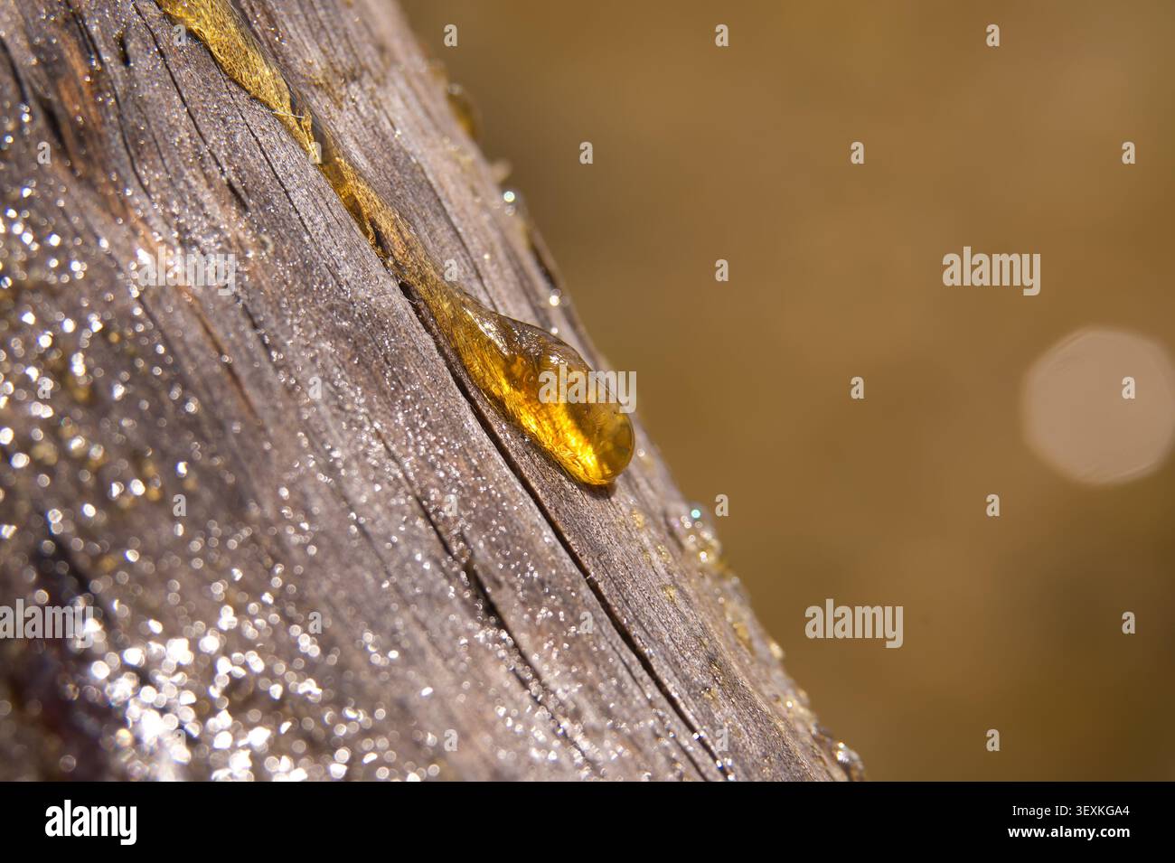 Detailed view of viscous amber resin oozing from the textured grain of ...