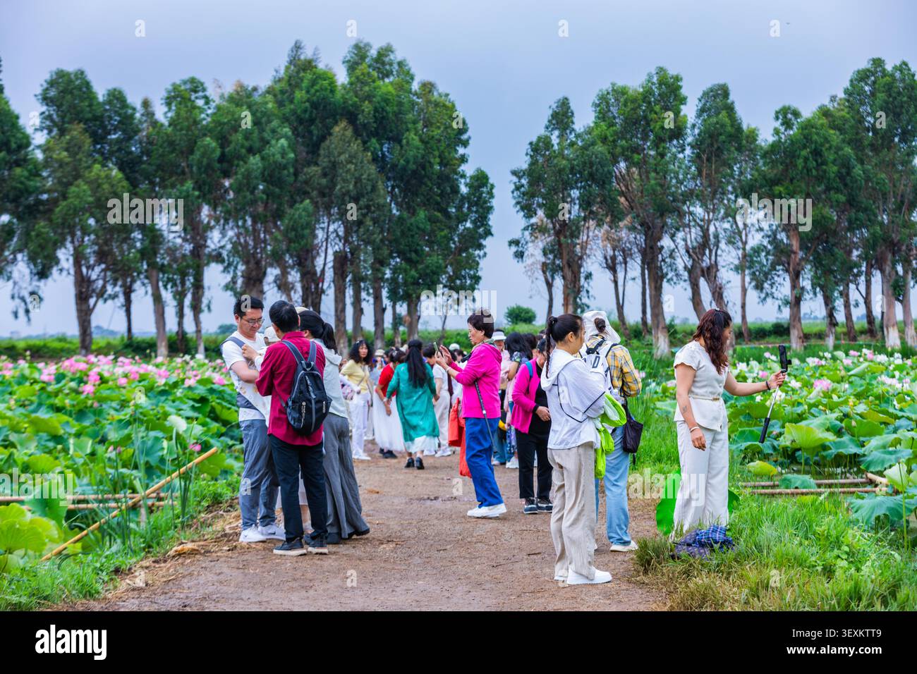 Tourists stroll along a lotus pond path in Fubao Village, Kunming ...