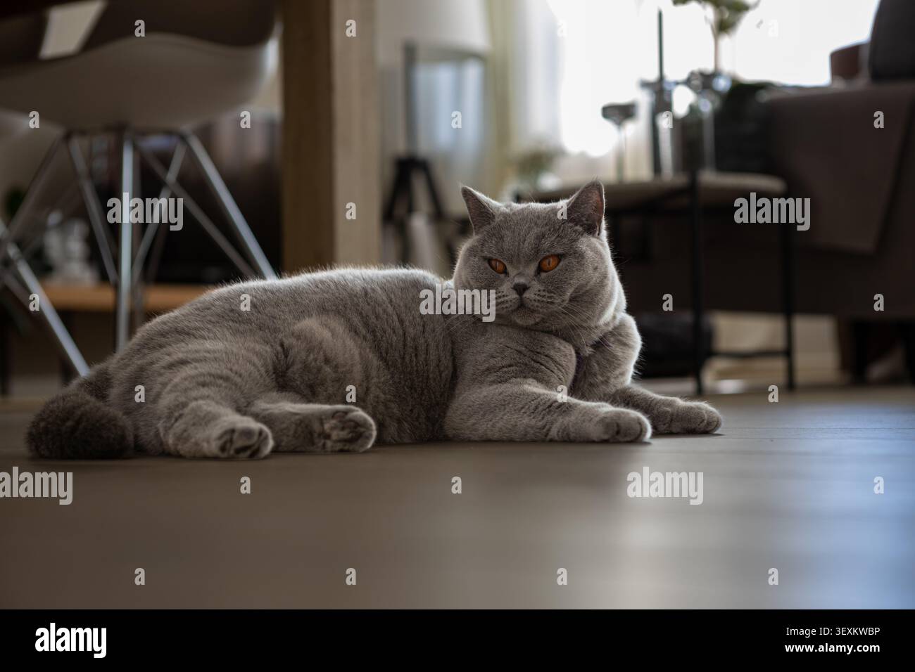 Gray cat lounges on polished floor, eyes half-closed. Soft light ...