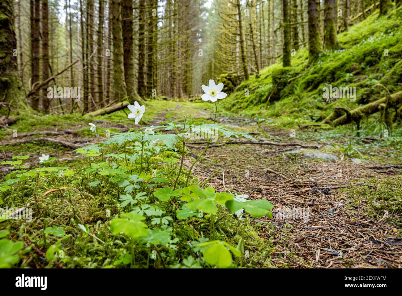 Wood anemone, Lush moss carpets the forest floor. White flowers bloom ...