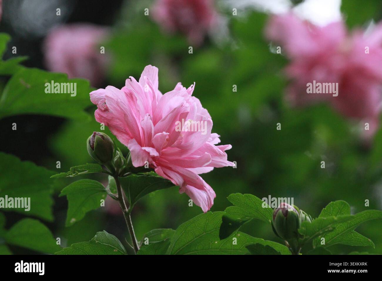 Hibiscus flowers enter full bloom in Nantong, east China's Jiangsu ...
