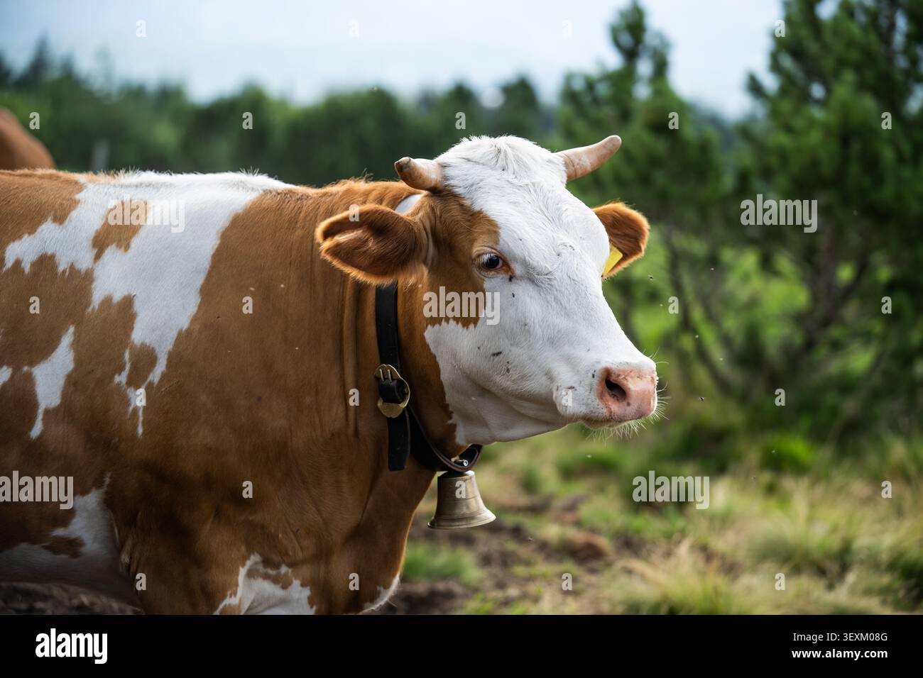 SYMBOL - 30 June 2026, Baden-Württemberg, Schliffkopf: A cow is ...