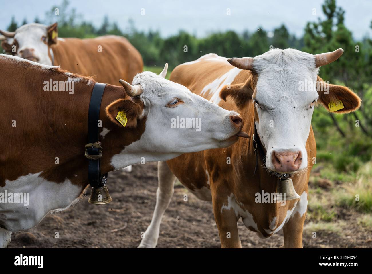 SYMBOL - 30 June 2026, Baden-Württemberg, Schliffkopf: A cow is licking ...