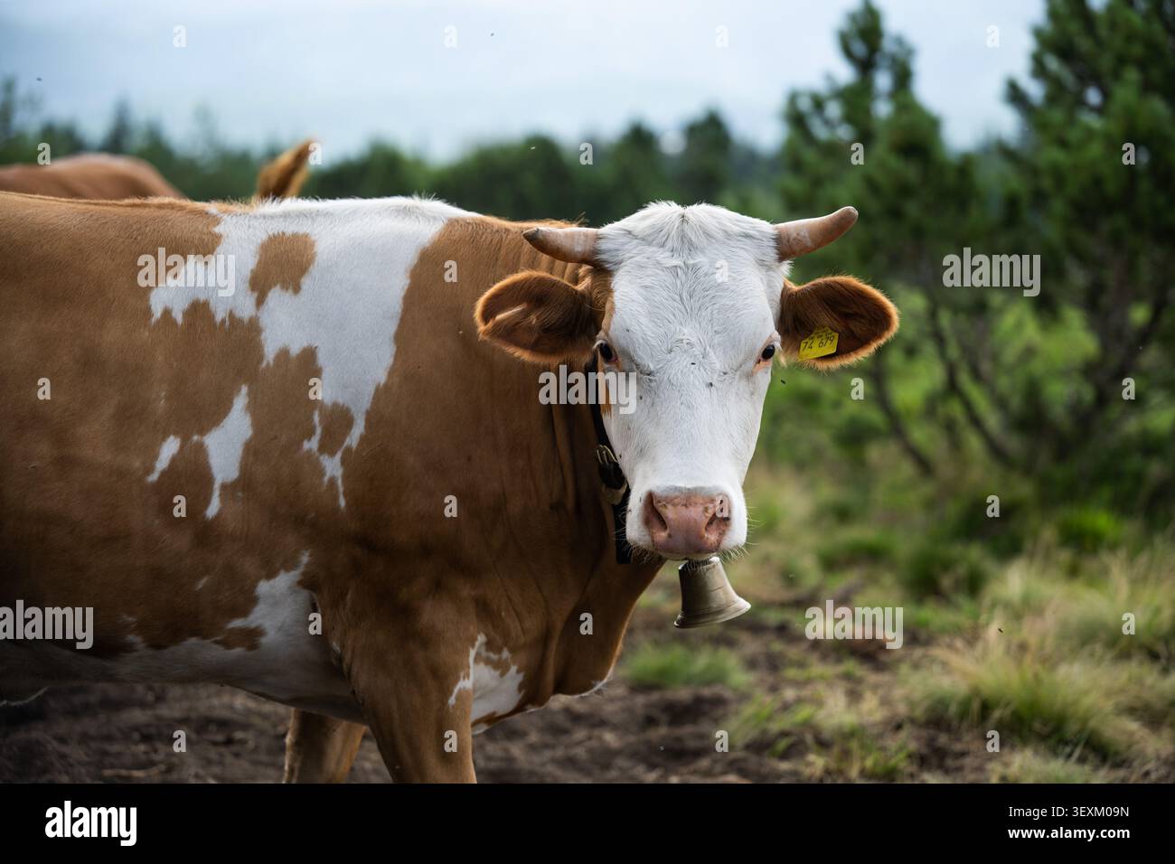SYMBOL - 30 June 2026, Baden-Württemberg, Schliffkopf: A cow is ...