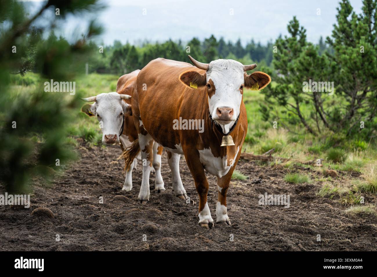 SYMBOL - 30 June 2026, Baden-Württemberg, Schliffkopf: Cattle are ...