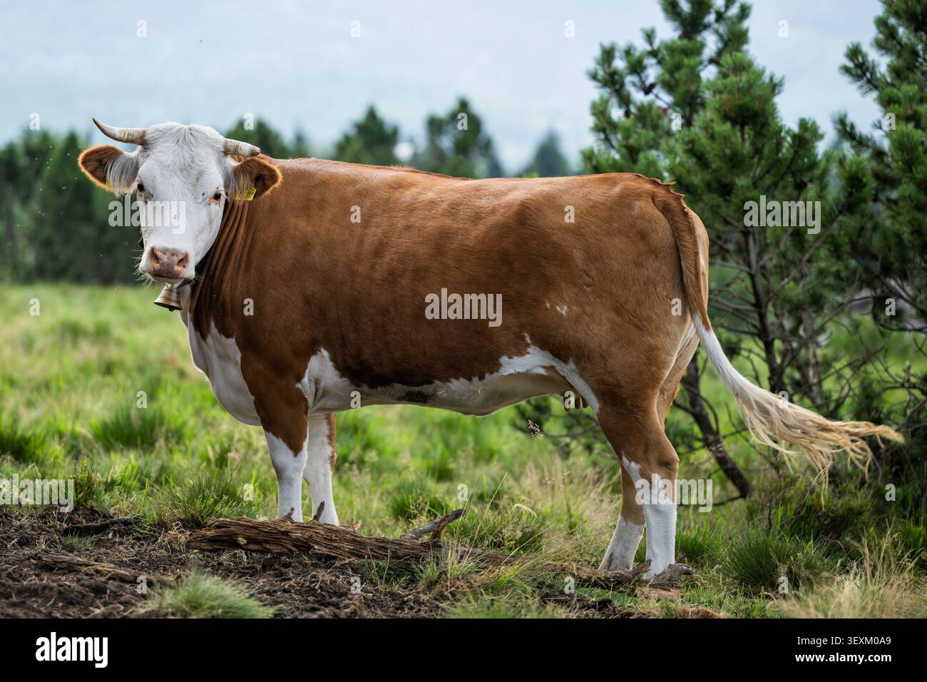SYMBOL - 30 June 2026, Baden-Württemberg, Schliffkopf: A cow is ...