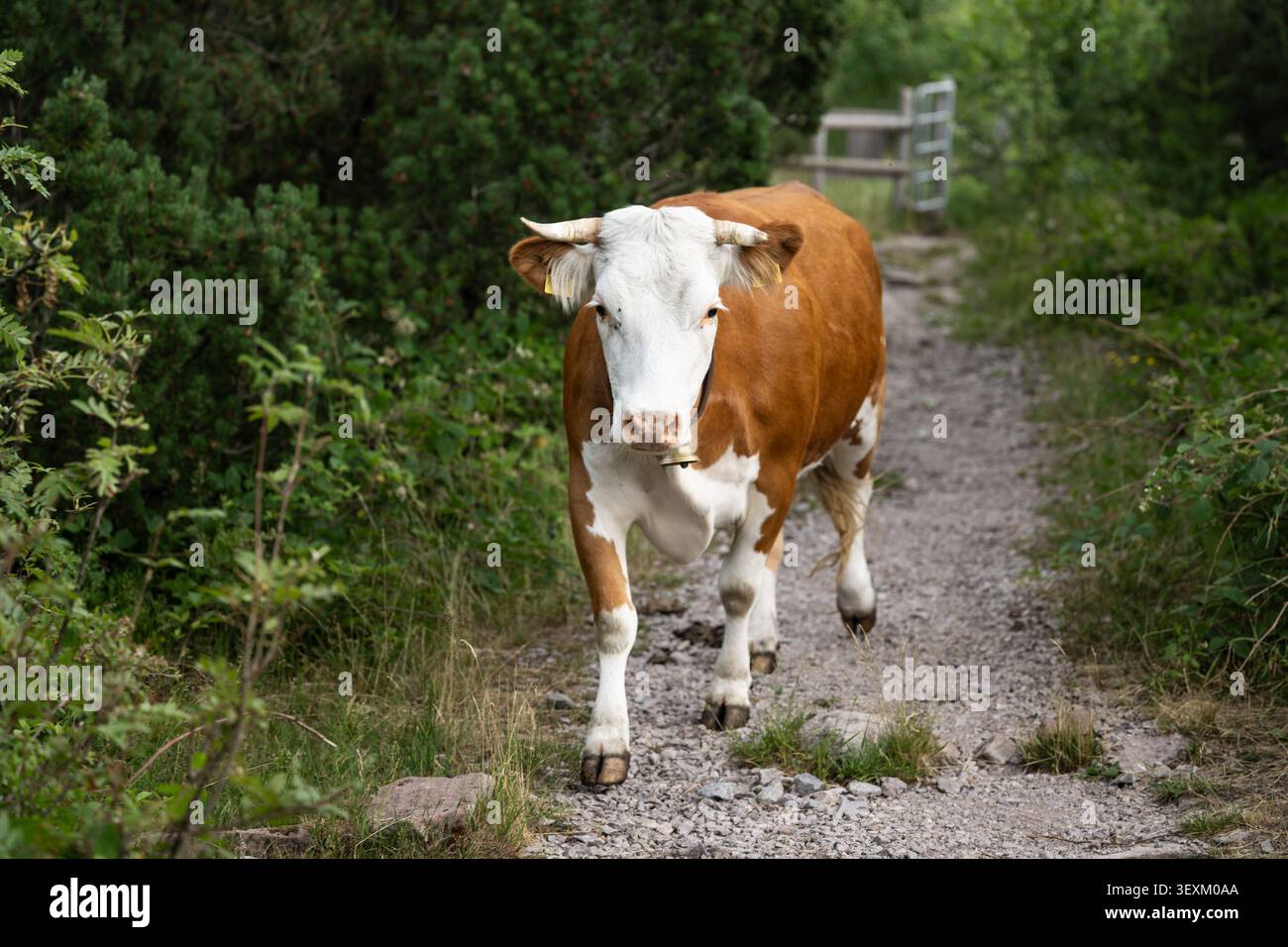 SYMBOL - 30 June 2026, Baden-Württemberg, Schliffkopf: A cow is walking ...