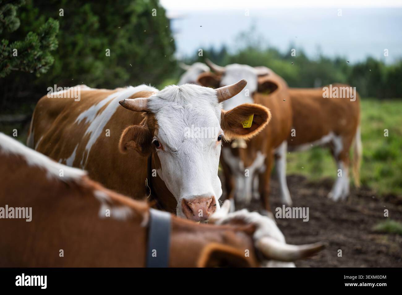SYMBOL - 30 June 2026, Baden-Württemberg, Schliffkopf: Cattle are ...